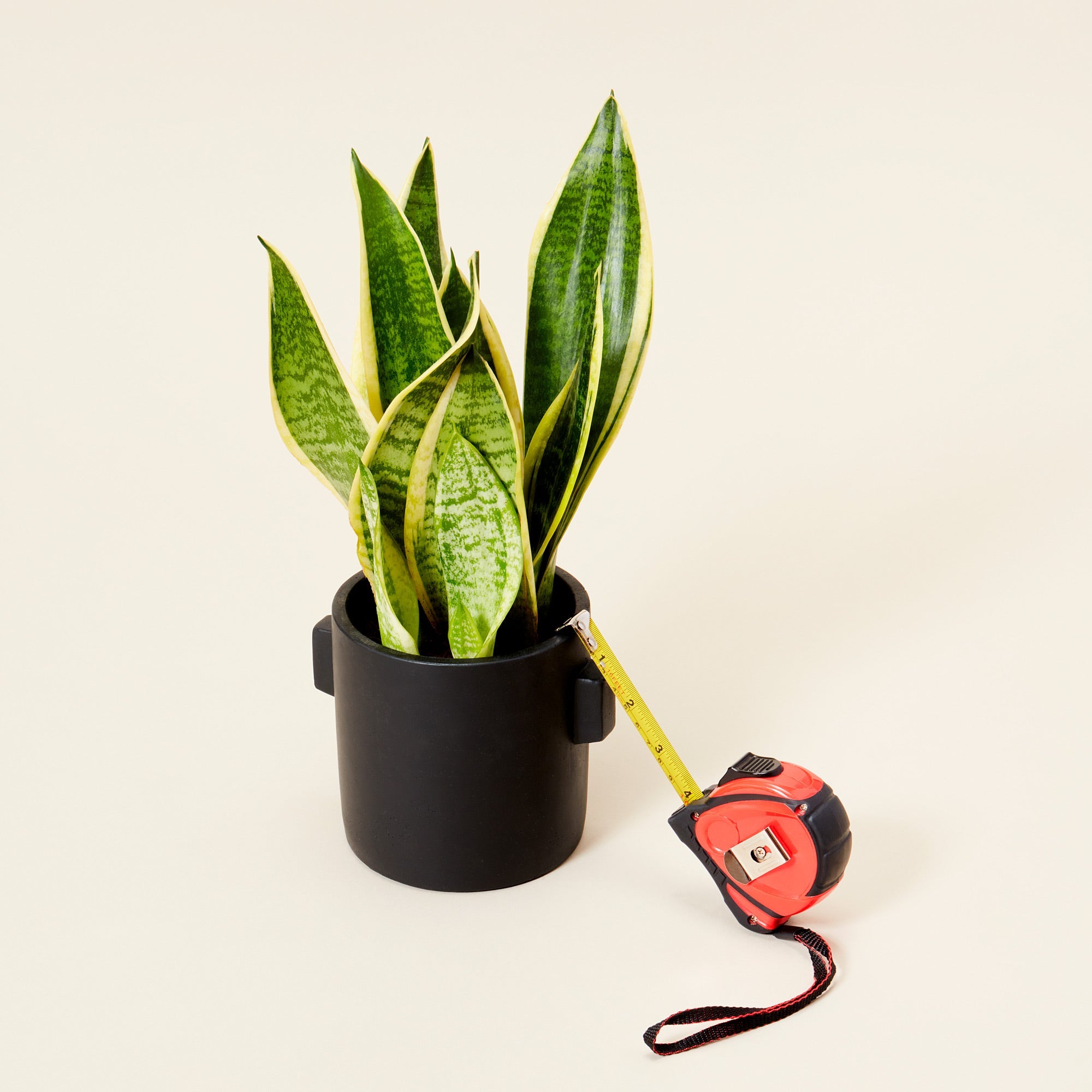 Big Uns - Large House Plants - Urban Tropicana