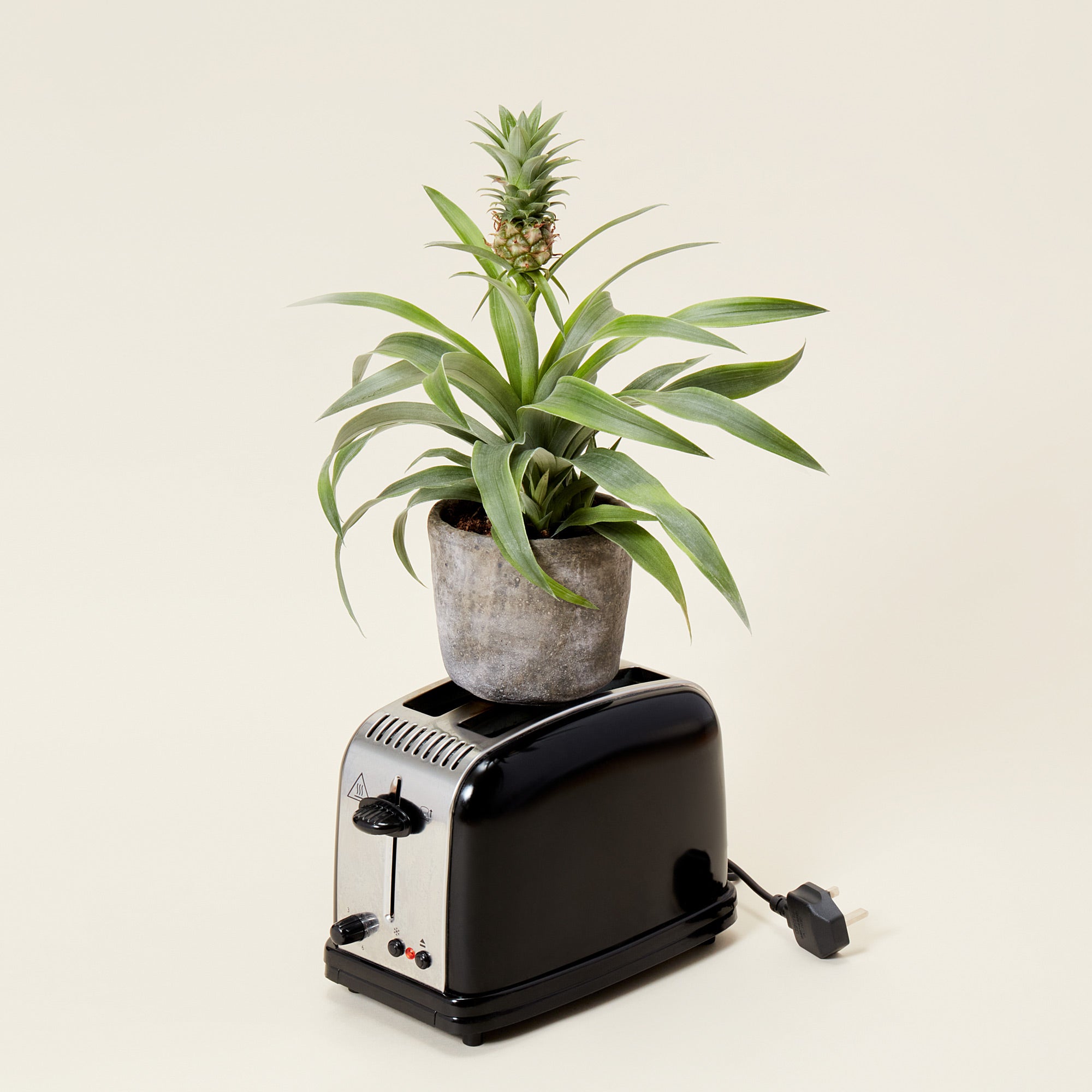 Plant Assassin Safe - Low Maintenance Houseplants - Urban Tropicana