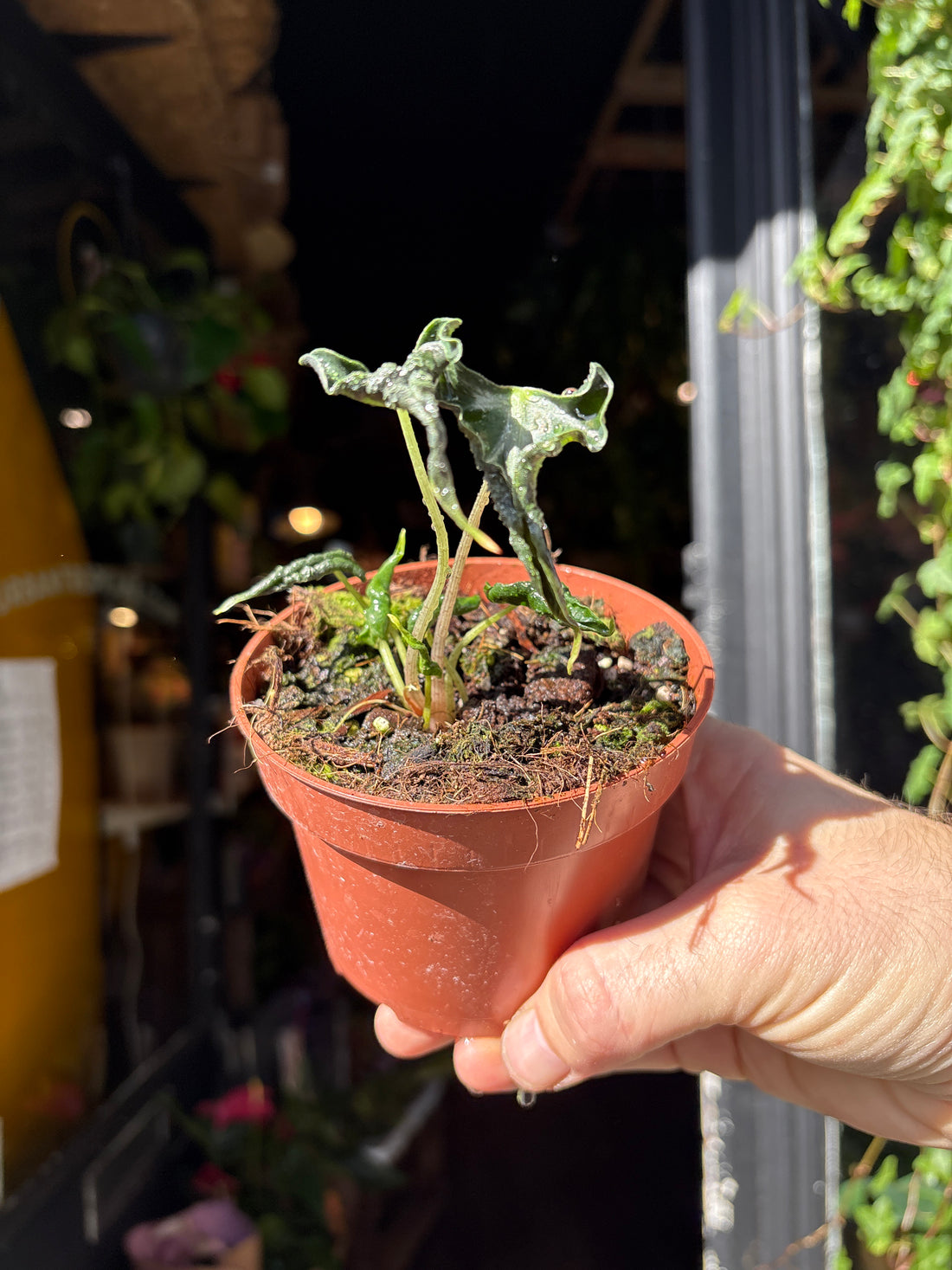 Alocasia Loco - House Plants - Plant Shop - Urban Tropicana