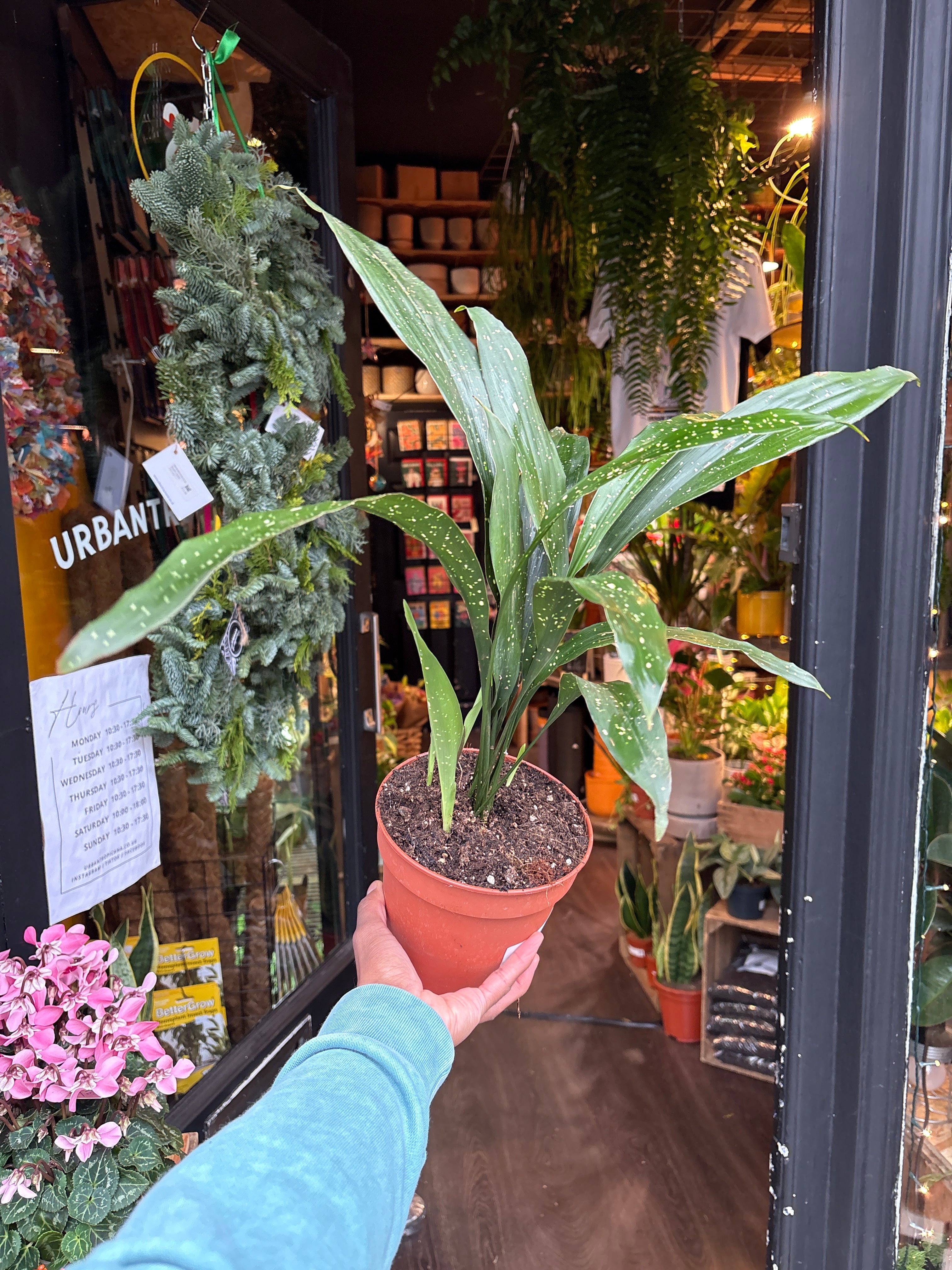 Aspidistra elatior ‘Milky Way’ - House Plants - Plant Shop - Urban Tropicana